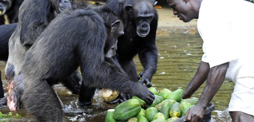 Liberia’s ‘Planet of the Apes’ chimps facing starvation | News Hub Asia