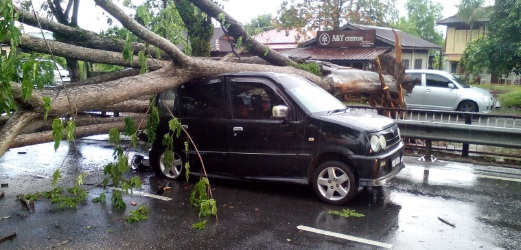 Strong winds in Kedah uproot several trees | News Hub Asia