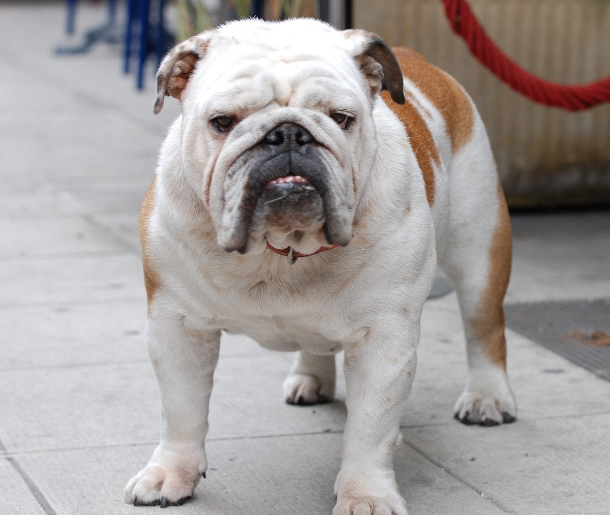 Here S What Popular Dog Breeds Looked Like Before And After 100 Years
