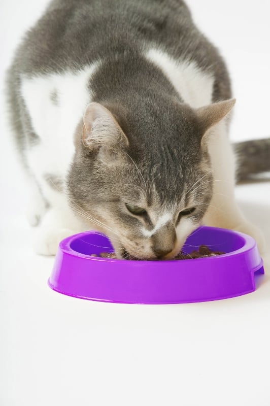 Mars Cat Food | News Hub Asia