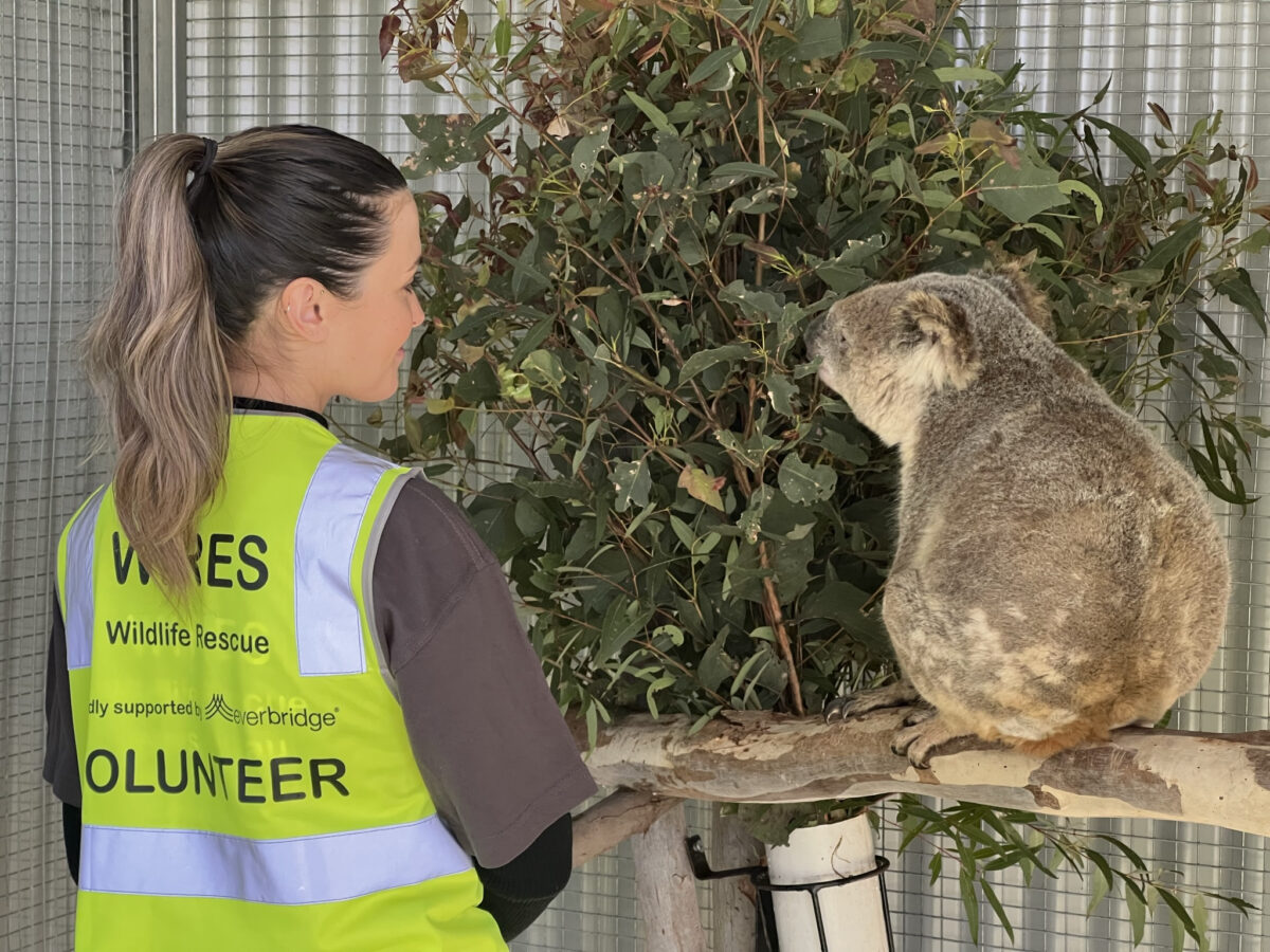 Everbridge marks three years of supporting Australia’s largest wildlife ...