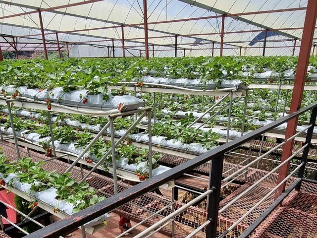 Vertical farming: The future of farming? | News Hub Asia